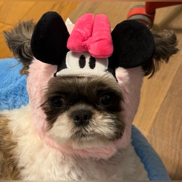 Miniso | Dog | Minnie Mouse Hat Famous Miniso Product An Iconic Disney ...